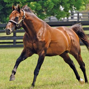 Shared Belief's sire Candy Ride looks set to prove a lasting influence ...