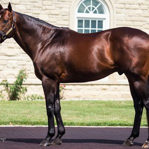 With reliability and value, underrated sires offer opportunity for ...