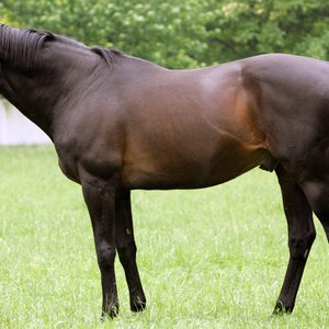 It's the end of the Monsun era - but the mighty stallion's influence ...