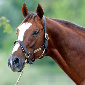 Kittens Abroad: Ramseys’ Global Plans for Foundation Sire (Pt. II ...