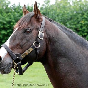 At home with War Front - the stallion the world is seeing in a ...