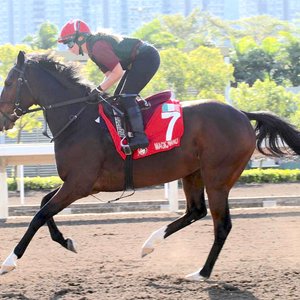 The extraordinary globetrotting achievements of Magic Wand | Topics ...