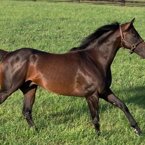 Young stallion Sidestep spearheading re-launch of leading Queensland ...