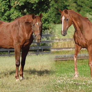 2020 calendar celebrates Secretariat’s last living sons and daughters ...