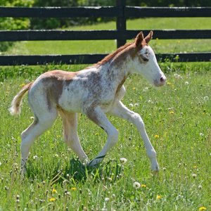 So what color is he? Say hello to this newborn son of Chrome’s sire ...