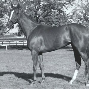A champion filly who became one of the great foundation mares of modern ...