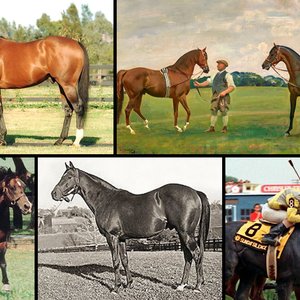 Who’s the daddy? Top ten greatest sires of the last 100 years (part one ...