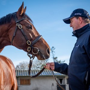 Irish Stallion Trail: over 30 stud farms open their doors as Ireland’s ...