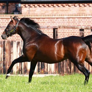 The world’s top stallions: why Oasis Dream remains such a valuable ...