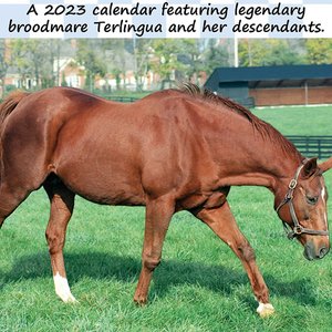 Secretariat charity calendar for 2023 celebrates his daughter Terlingua ...
