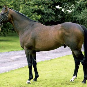 Stallions whose progeny shone at the sales in Europe this year | Topics ...