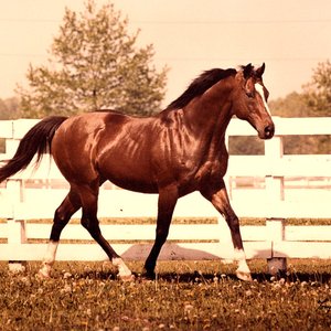 Northern Dancer and turf: soon only a few other sire lines may ...