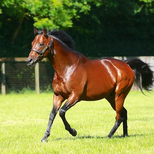 Could Kingman be another Juddmonte super sire in the making? | Topics ...
