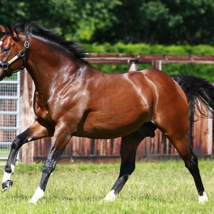 Frankel as a first-season sire: how’s he doing so far? | Topics ...