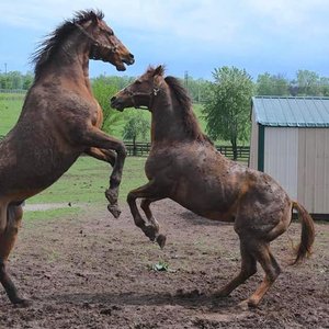 Blue-collar hero: record-breaking Rapid Redux enjoys life in retirement ...