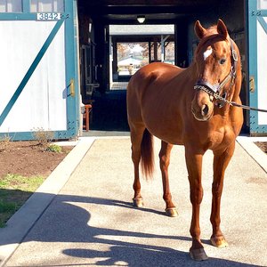Look which Horse of the Year is racing’s newest ambassador | Topics ...