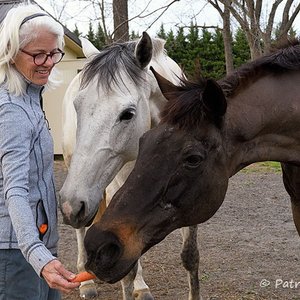 A peaceful goodbye to a 35-year-old king | Topics: General Poppy ...