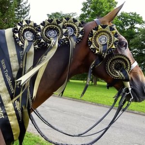 A life after racing: Master Wickham’s journey from zero to hero ...