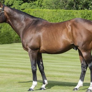 kingman breeding