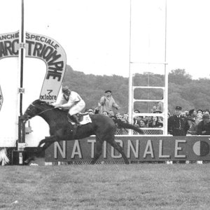 Ribot: Tesio’s masterpiece | Topics: Prix de l'Arc de Triomphe ...