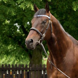 Seven Days in Racing: industry news from around the world | Topics ...