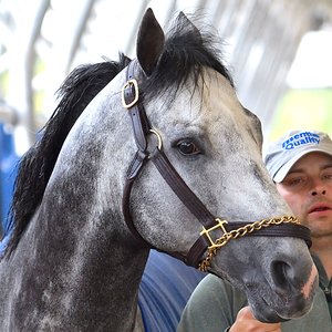 Why Knicks Go may be vulnerable in intriguing Pegasus showdown | Topics ...